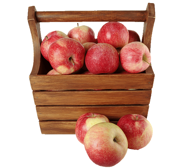 Vegetables Ecommerce